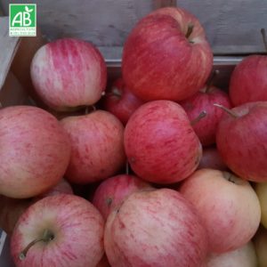 Pommes Variété Fuji – Bio 31