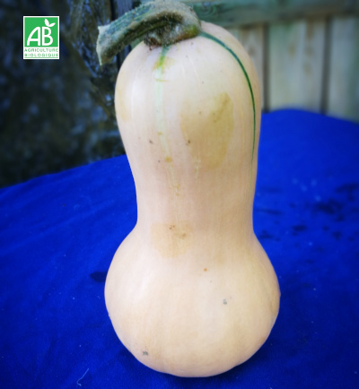 Courge Butternut bio, environ 1kg – Bio 31