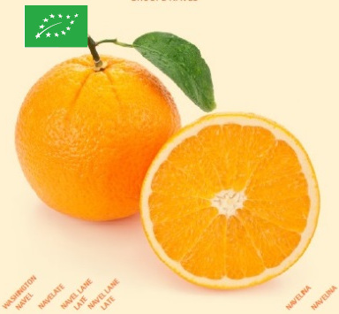 Oranges bio 1kg. – Bio 31