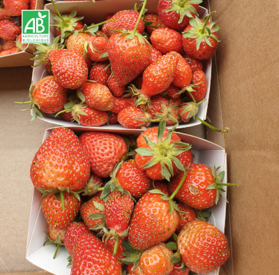 Fraises bio, 250g – Bio 31