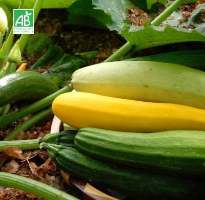 Courgettes jaune et verte, 1kg – Bio 31