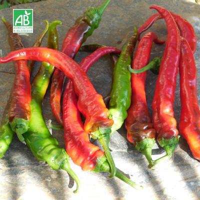 Poivrons doux bio des landes, 250g environ – Bio 31