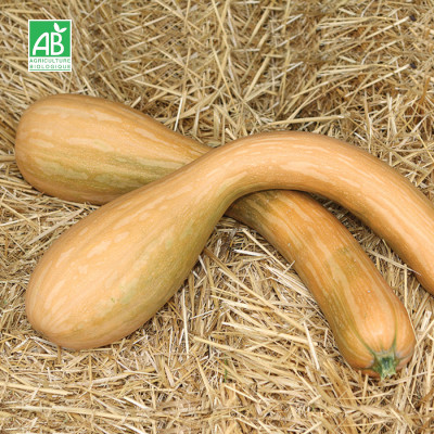 Longue de Nice bio, portion 1 kg – Bio 31