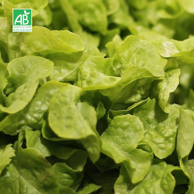 Mesclun de laitue bio, 100g – Bio 31