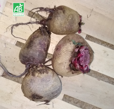 Betterave bio, 500g – Bio 31