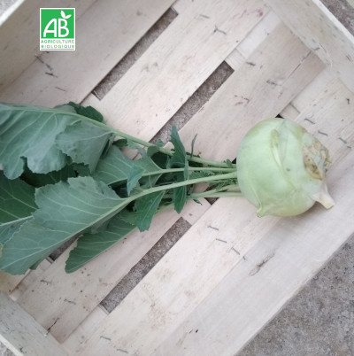 Choux rave bio, pièce de 300g environ – Bio 31